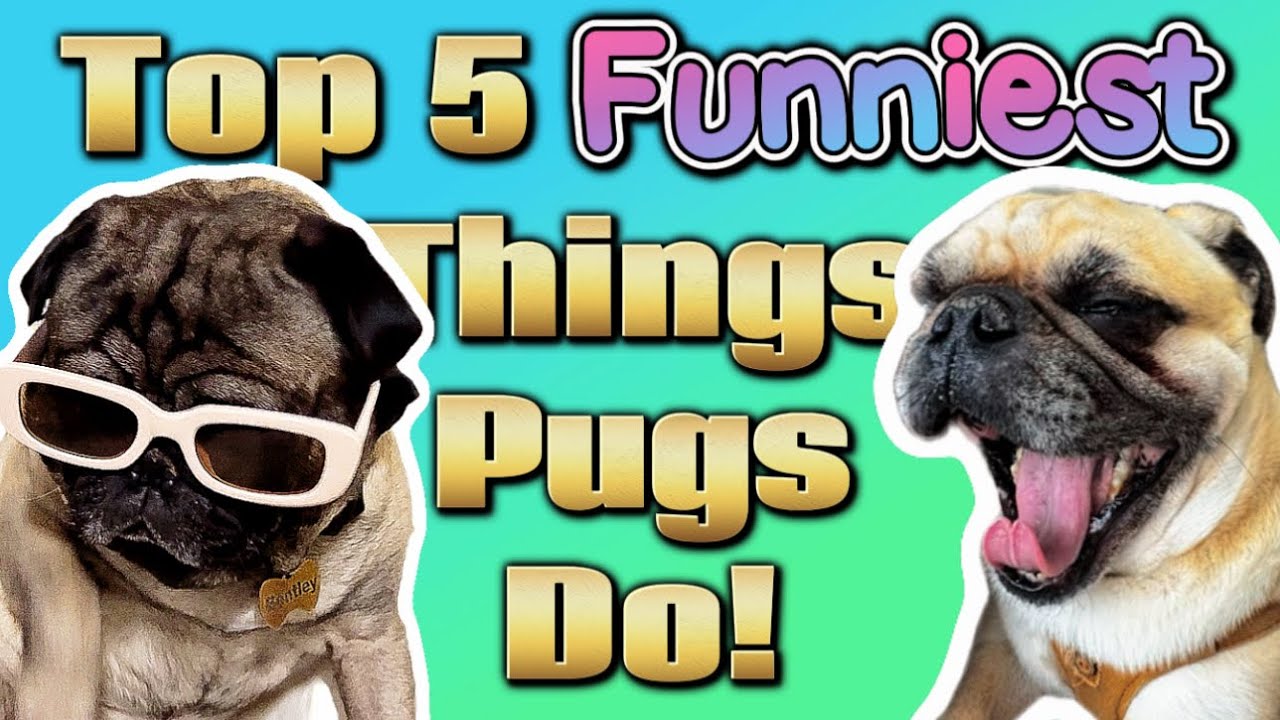 Top 5 FUNNIEST Things my Pugs Do! (Funny Pug Compilation!) - YouTube