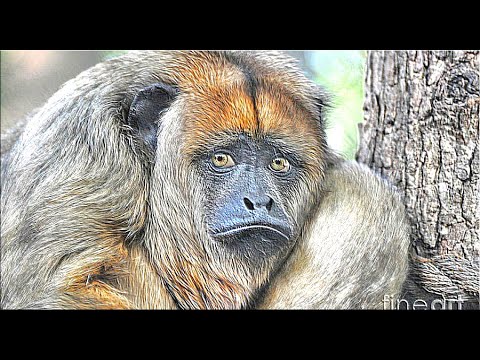 saad monkee - YouTube