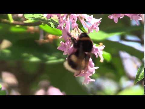 Hummel Lilac Summer Spring Insect Blossom Bloom No Copyright Video