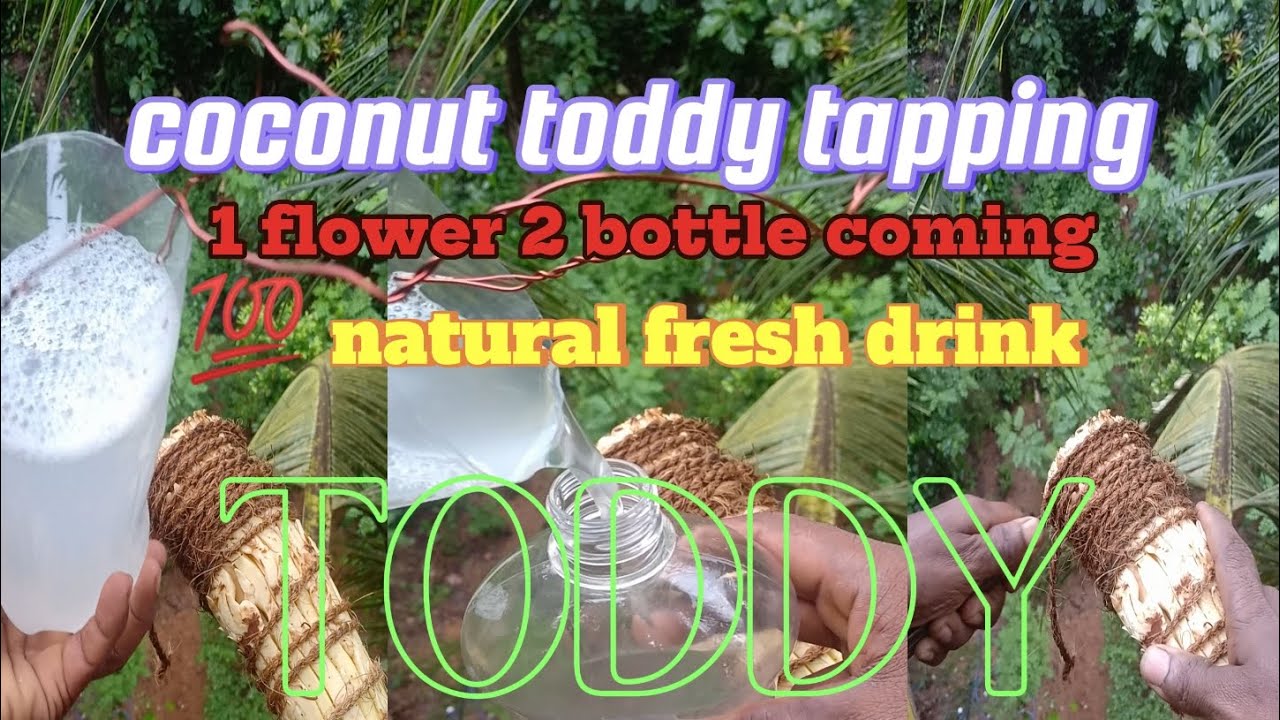 coconut toddy product 704🌴🌴look at this one flower two bottle coming 🥛🥛 ...