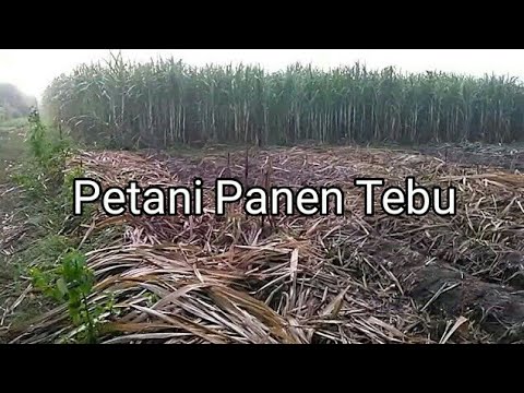 Panen dan Perawatan Tanaman Tebu Oleh Petani - YouTube