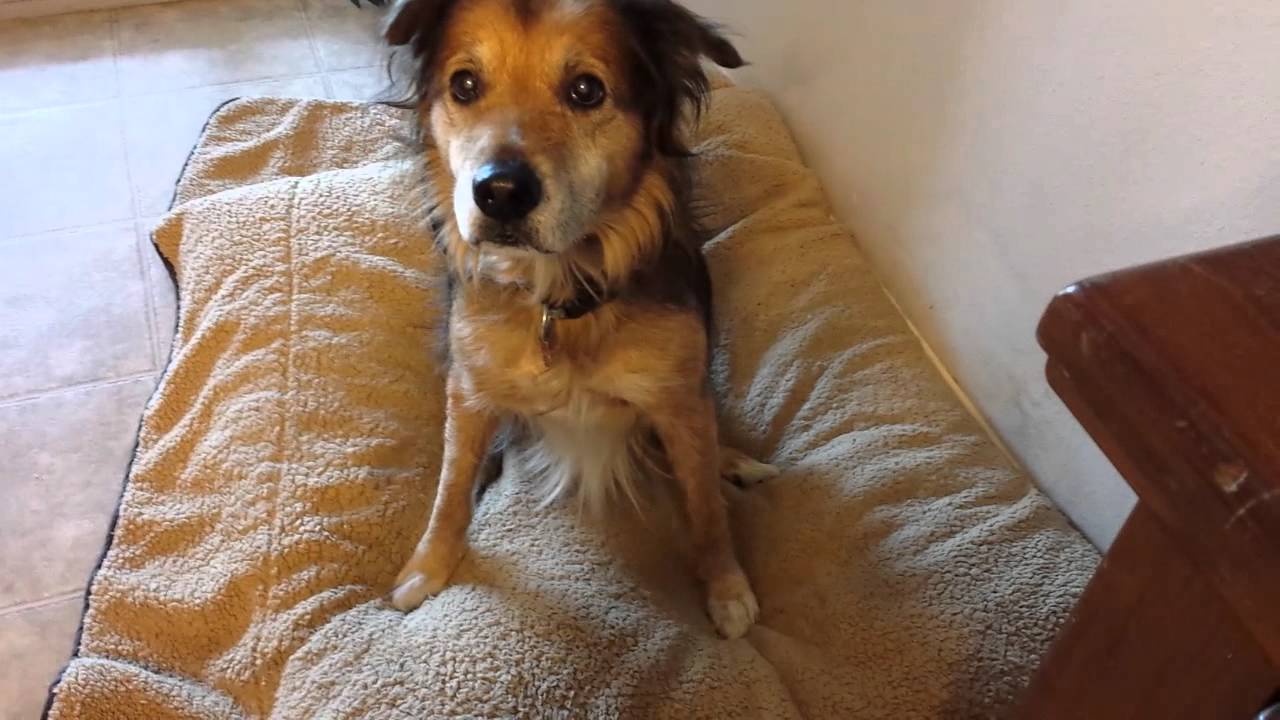 Charlie High-5 - YouTube