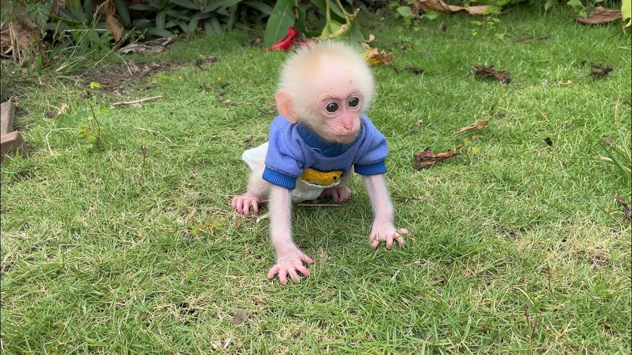 Lily Monkey - Light sun exposure helps baby monkeys get stronger and ...