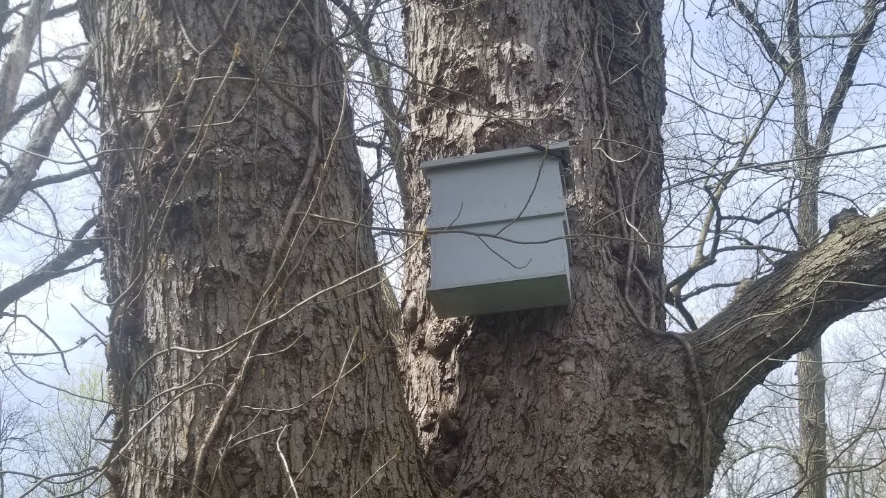 Swarm Trapping: Checking traps - YouTube