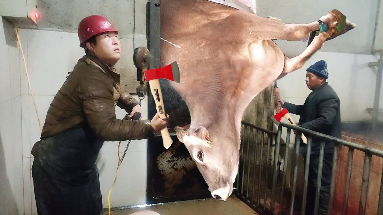 VIDEO Cow HOOF TRIMMING, Feeding, Milking, Cleaning, HOOF CARE, Pretty ...
