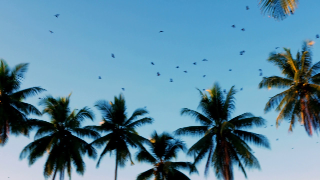 FLYING FOXES IN MADANG!! | Fruit Bats || Ep. 16 - YouTube