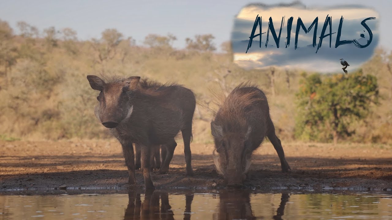 A warthog in the wild.Animals Of The World.Domestic and Wild Animals ...
