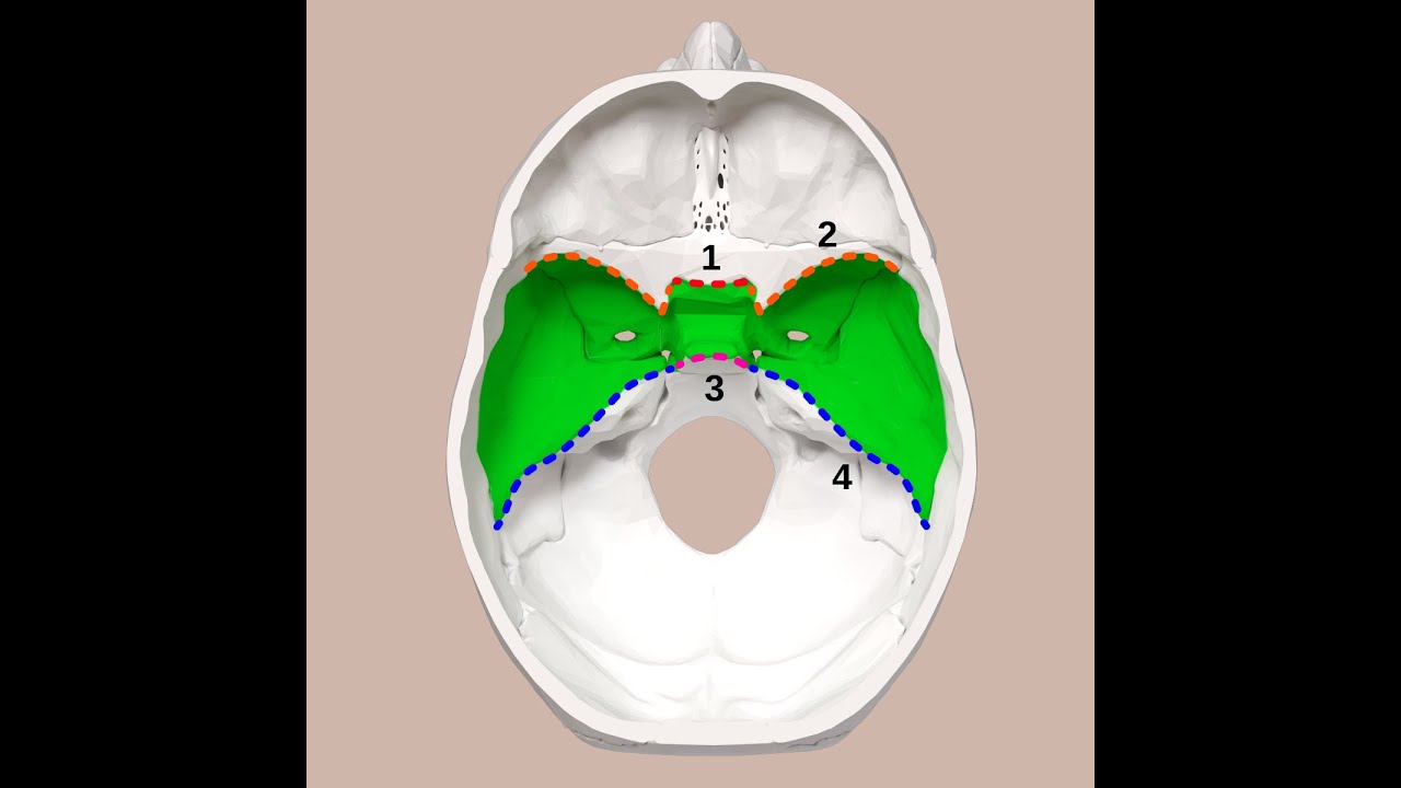 Middle Cranial Fossa | Osteology | Anatomy - YouTube