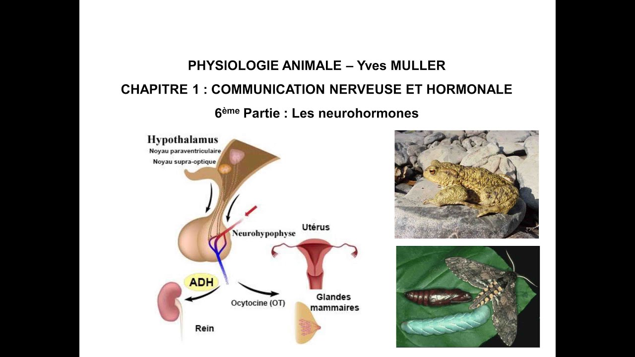 Chapitre 1-6 Les neurohormones - YouTube