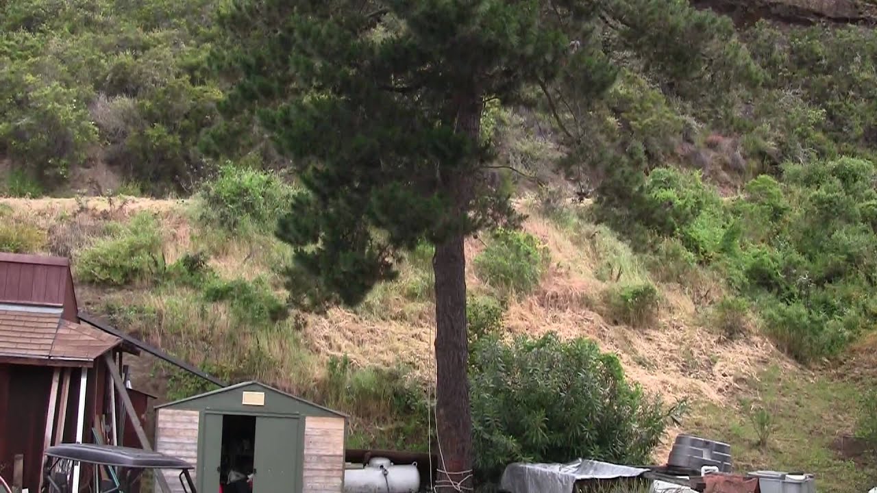 Ben Tree Part 01 - YouTube