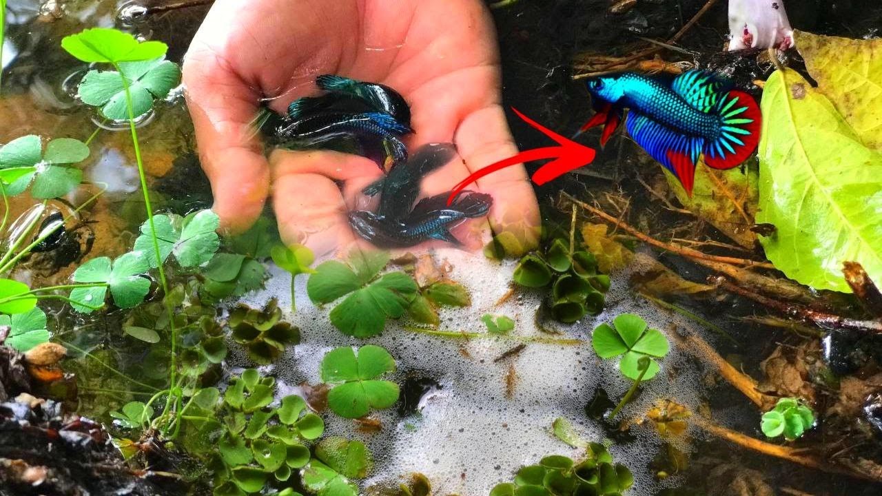 Wow! Wonderful Day Catching Wild Bettas With My Friends In Big Lake ...