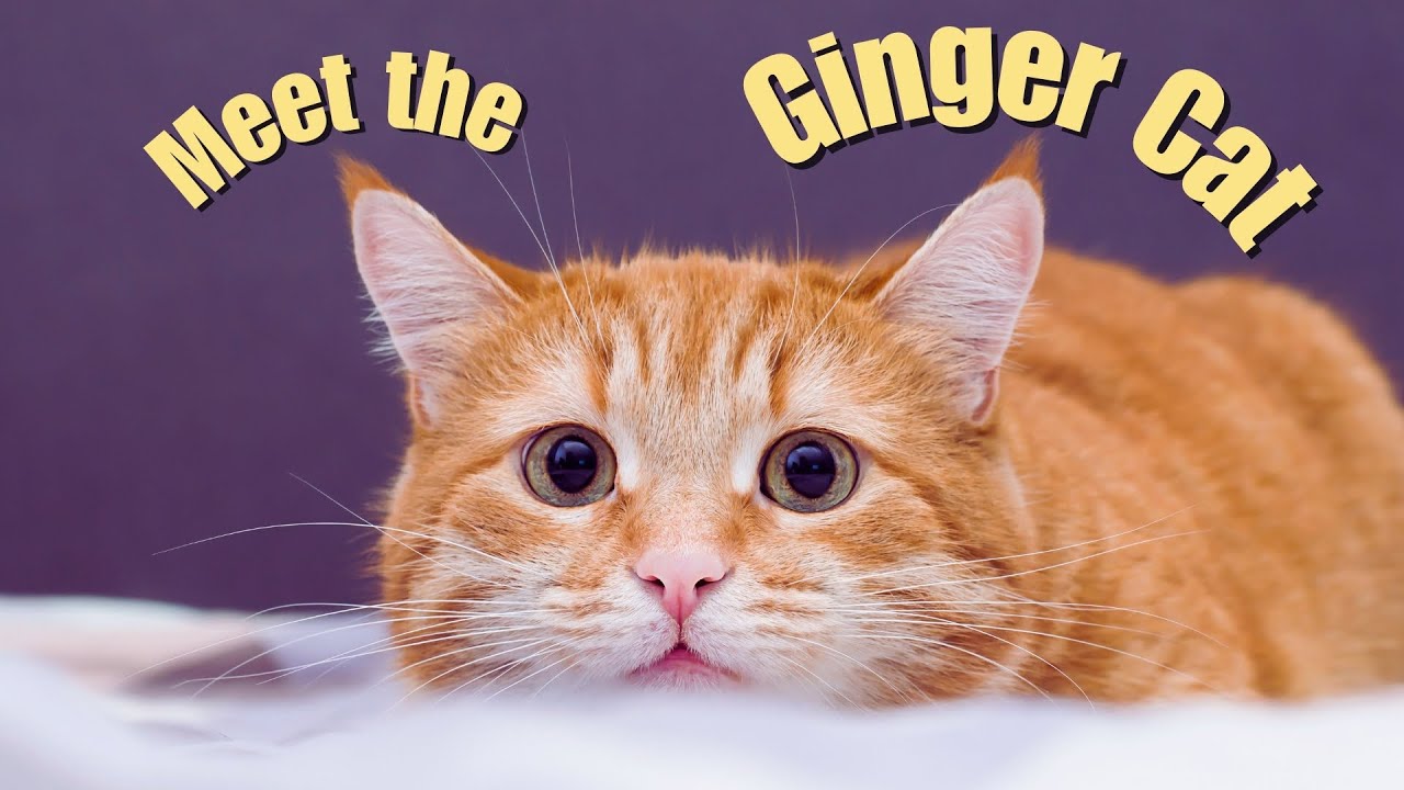 🐱Meet the Ginger Cat Why This Feline is So Loved - YouTube