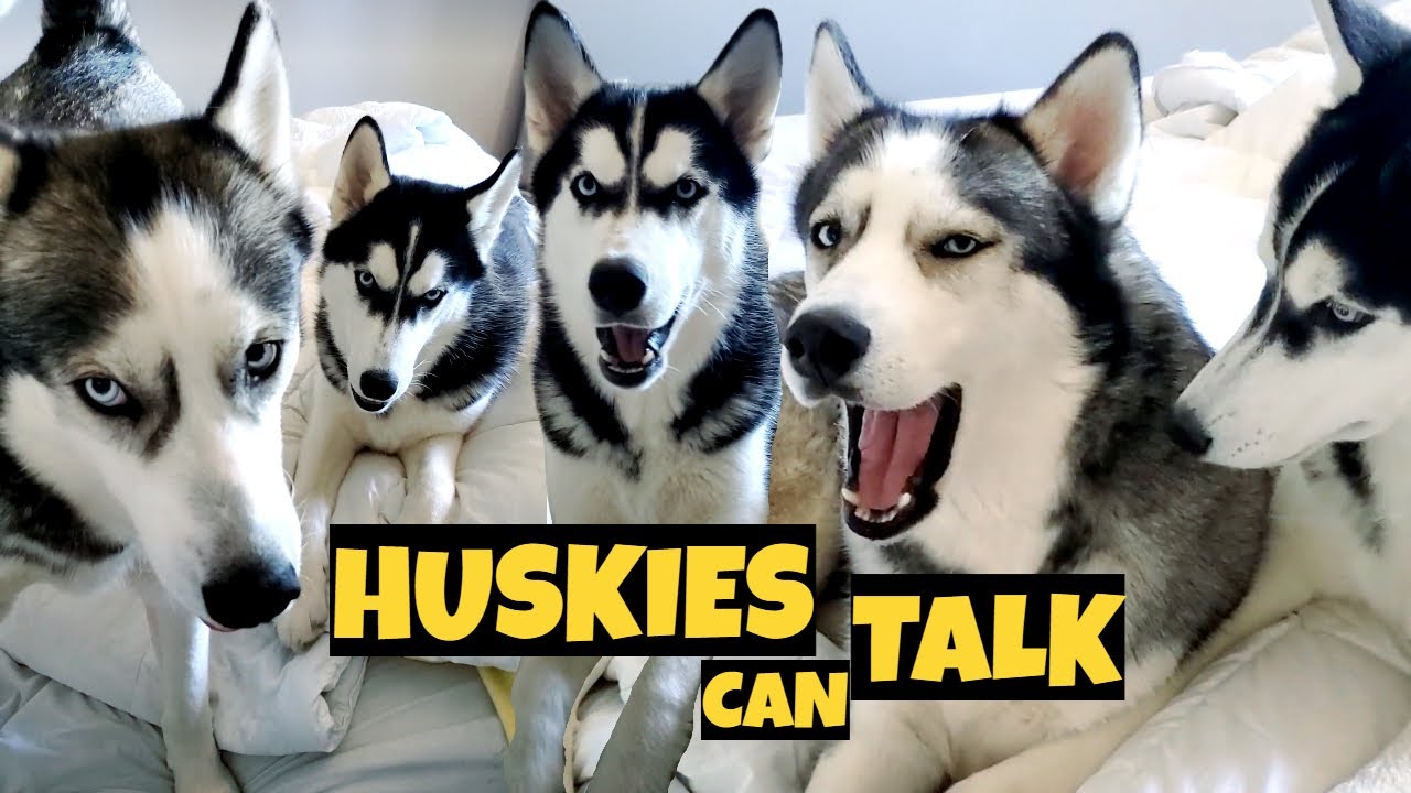 a COMPILATION of SASSY TALKING HUSKIES #compilation #husky #doglover ...