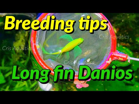 Breeding Tips! How to Breed LONG FIN DANIOS ! (Full English)