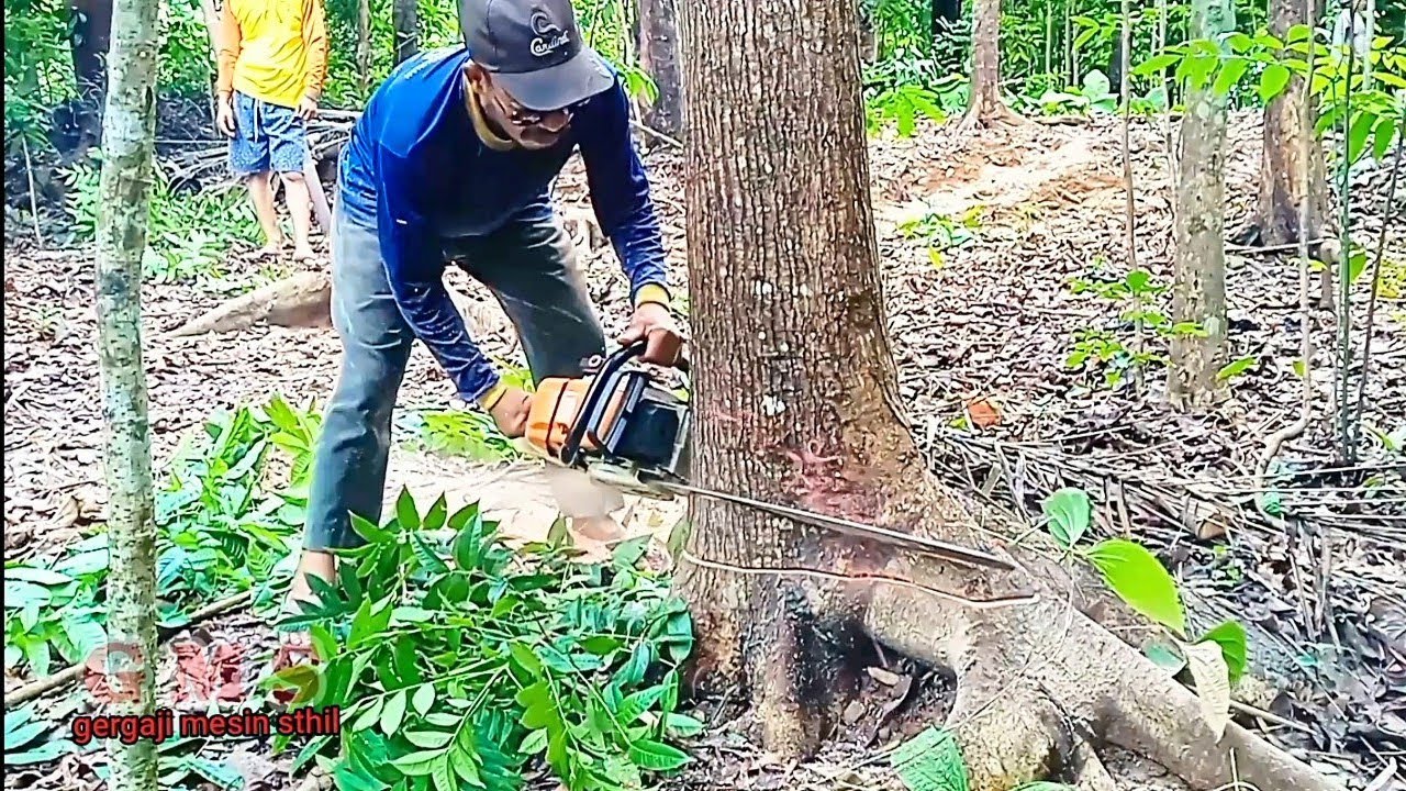MANTAP ‼️ Tebang Pohon Mahoni Satu Kebun Bahan Rumah Jawa GERGAJI ...