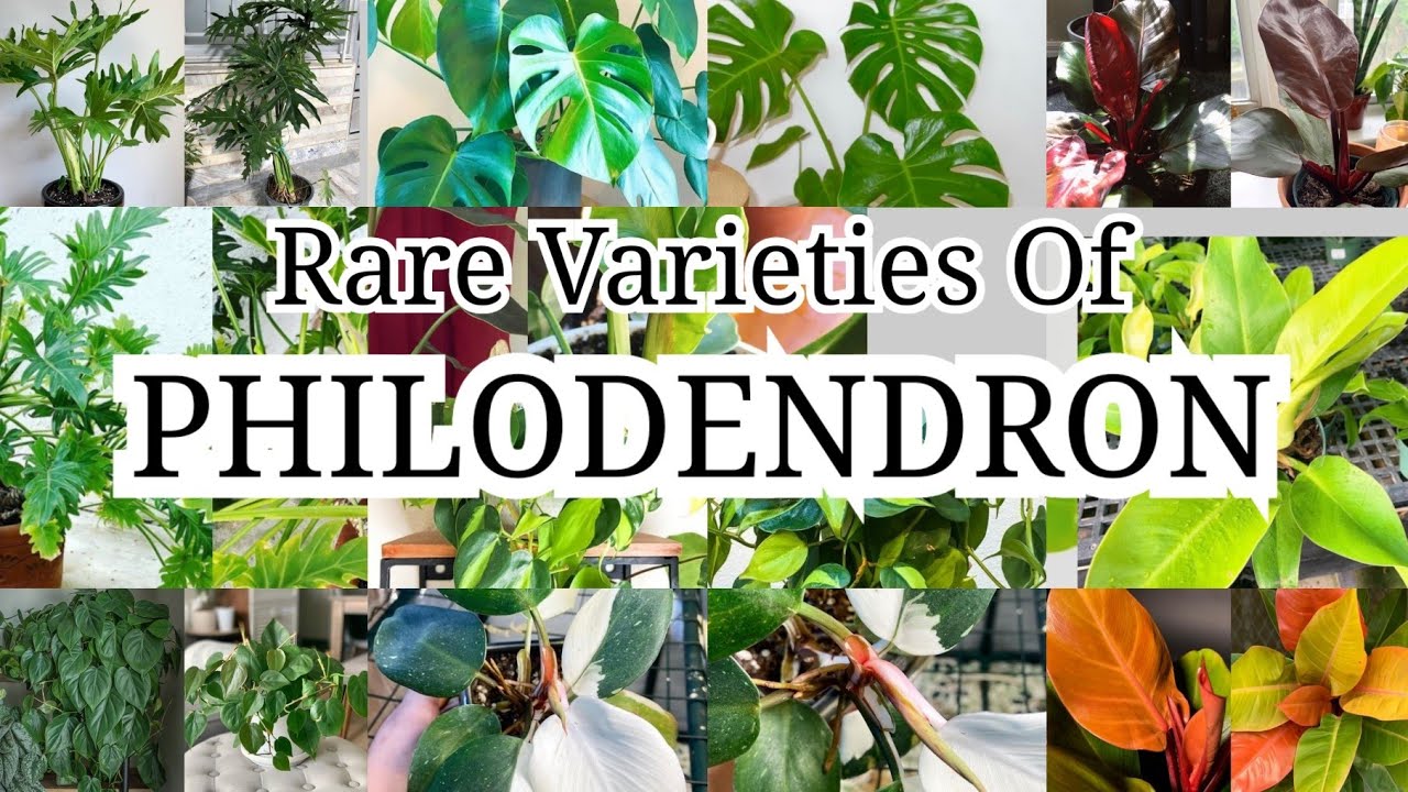 VARIETIES OF PHILODENDRON HOUSEPLANTS / Rare Philodendron Species ...