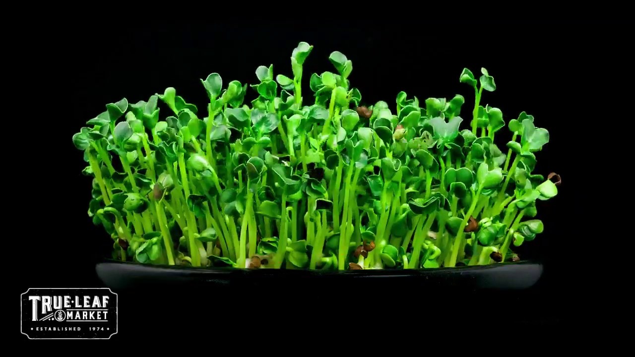 Microgreens - Seeds, Supplies & Kits - True Leaf Market - YouTube