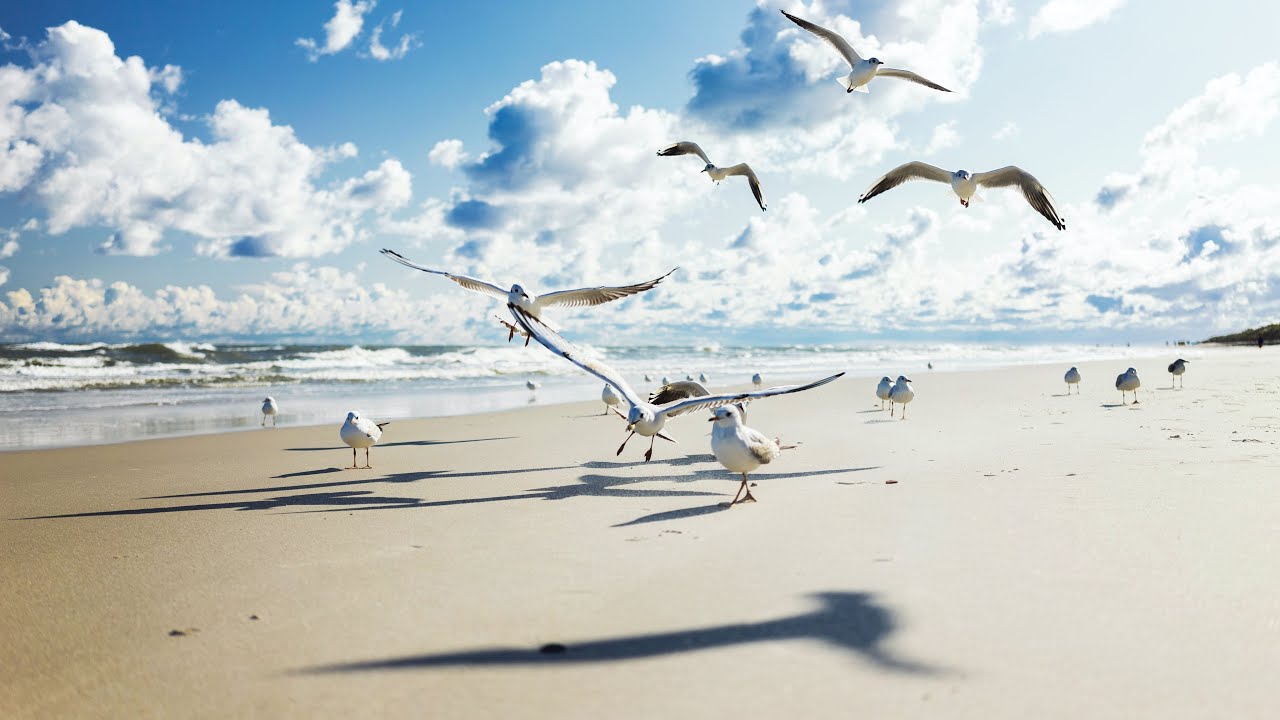 Sea Waves and Seagull Sound, Natural Sound, Beach Sound, Background ...