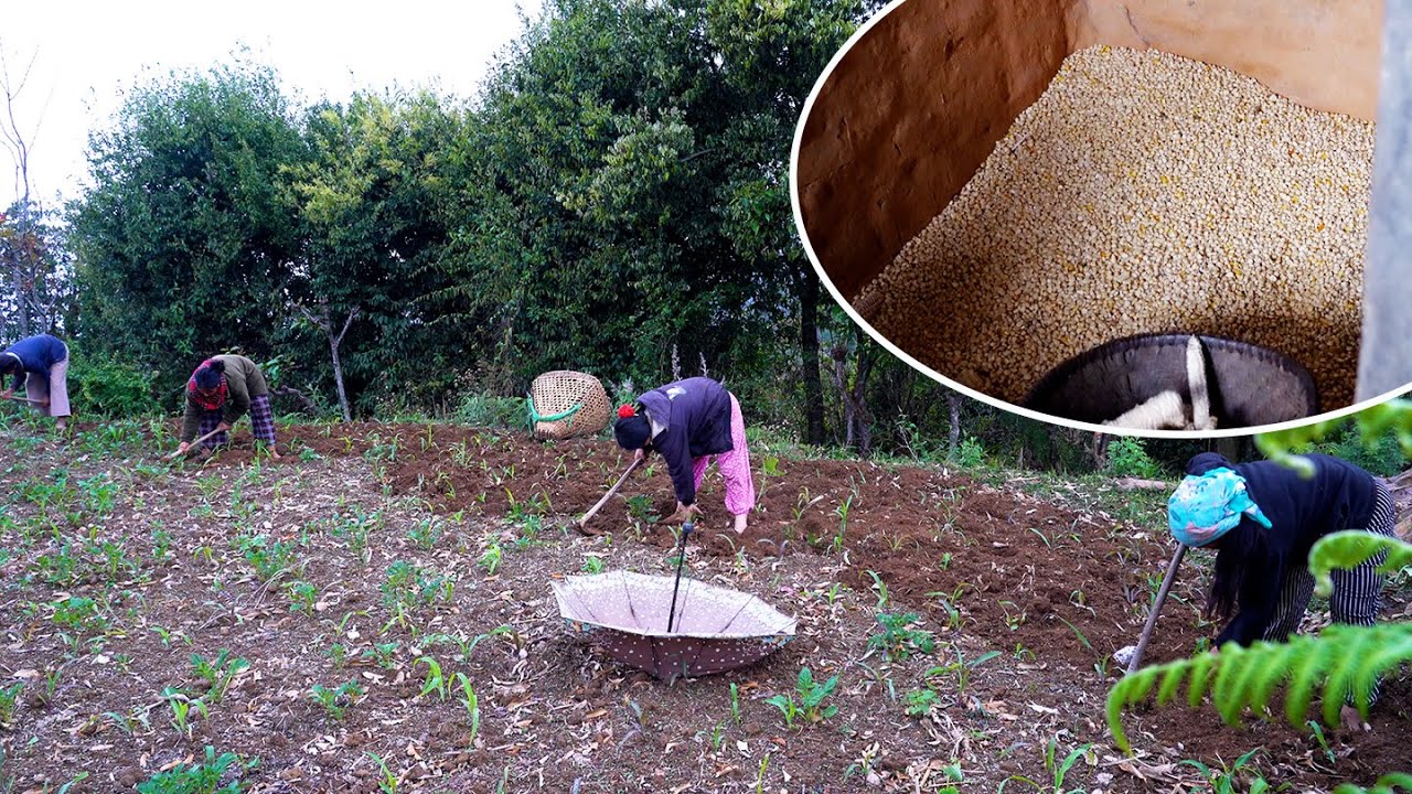 Working in Potato & Maize farm with friends II Villagelife Nepal ...