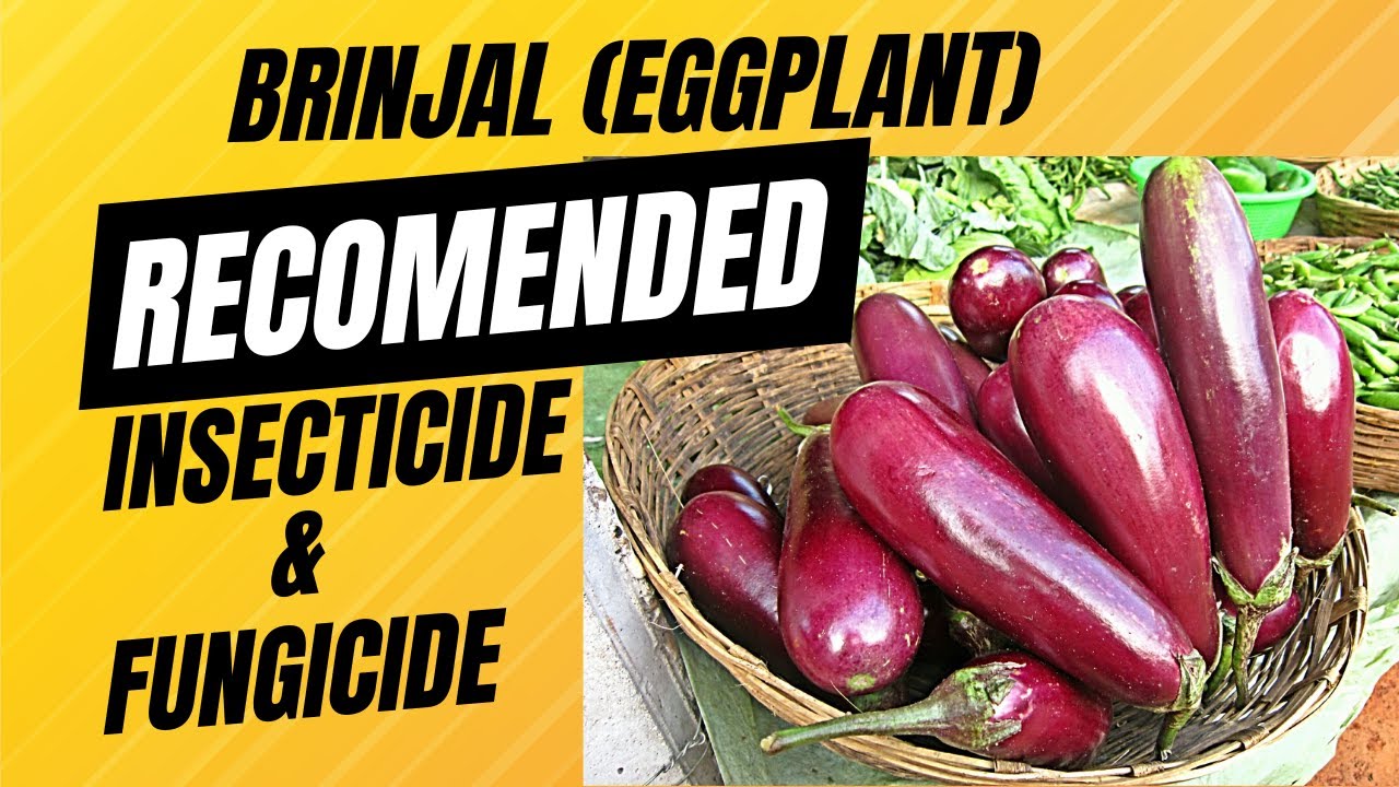 Pest and Disease Management Strategies for Brinjal (Eggplant) Cultivation #eggplant #insecticide ...
