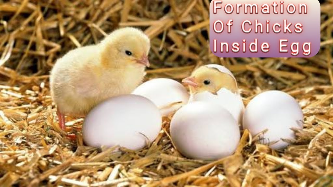 How the Chick formed Inside Egg☆☆ How Embryo form Inside Egg☆☆ By ...