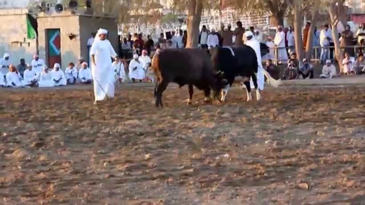 Bull Push in Fujairah# - YouTube