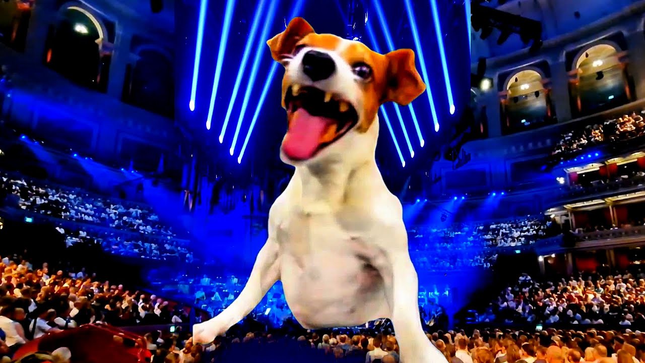 Please I'm a Star! * Funny Dog Meme - YouTube