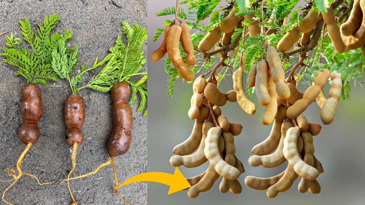 How To Grow Tamarind Trees From Tamarind Fruit || Growing Sweet ...