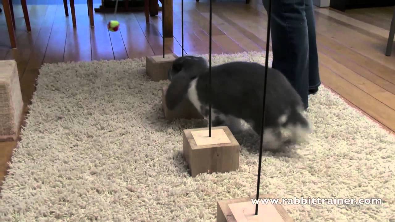 rabbit learning agility poles - YouTube