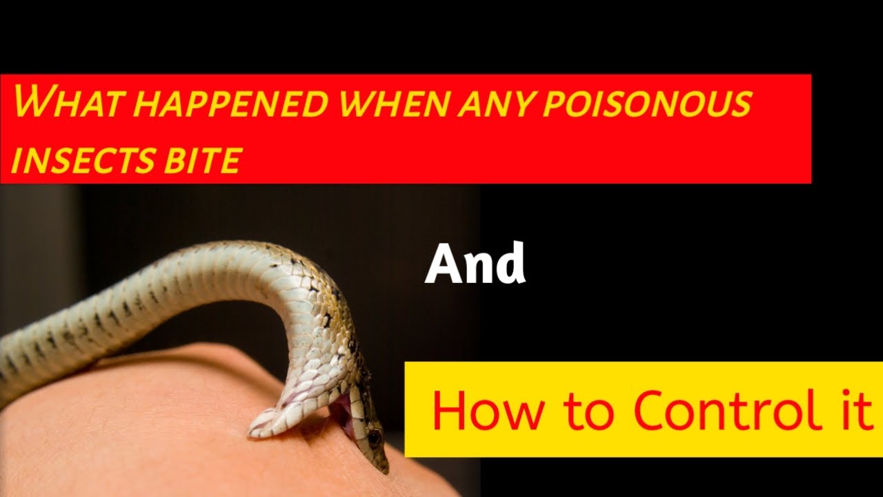 What happened when any poisonous insects bite || How to control it ...