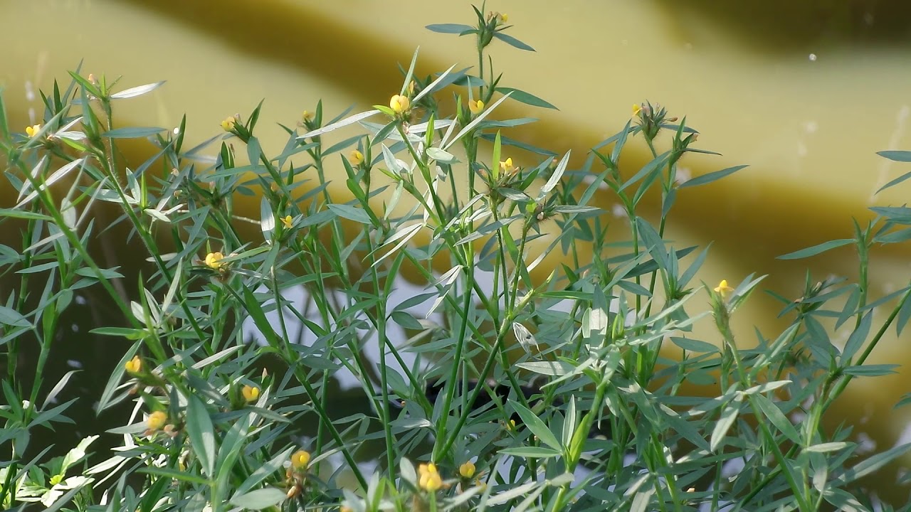 ถั่วเวอราโนสไตโล/ถั่วฮามาต้า - Verano stylo/Hamata 1 - YouTube