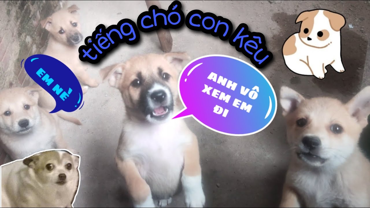 tiếng kêu của chó con | con chó con sủa con chó con | thế giới động vật ...