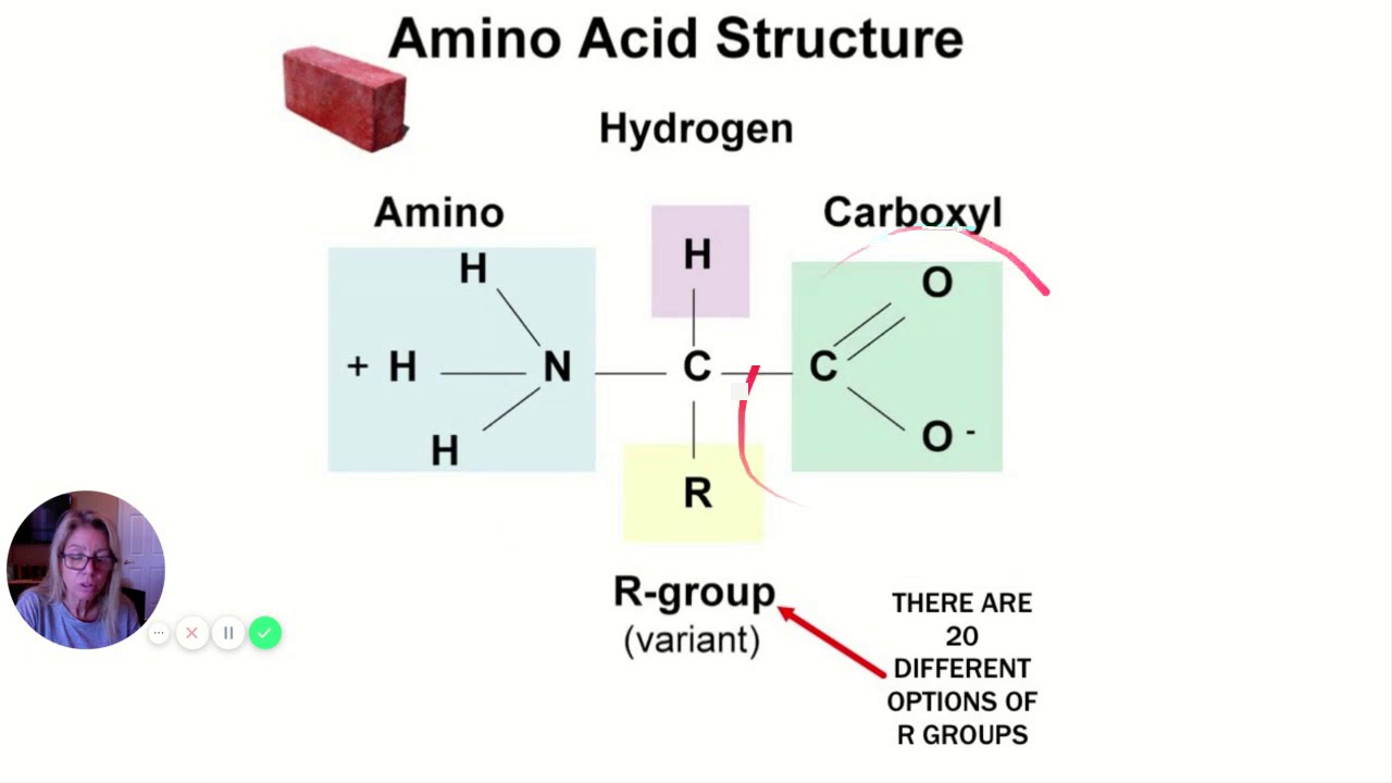 APBio Ch.03 The Chemistry of Organic Molecules, Part 2 Proteins ...