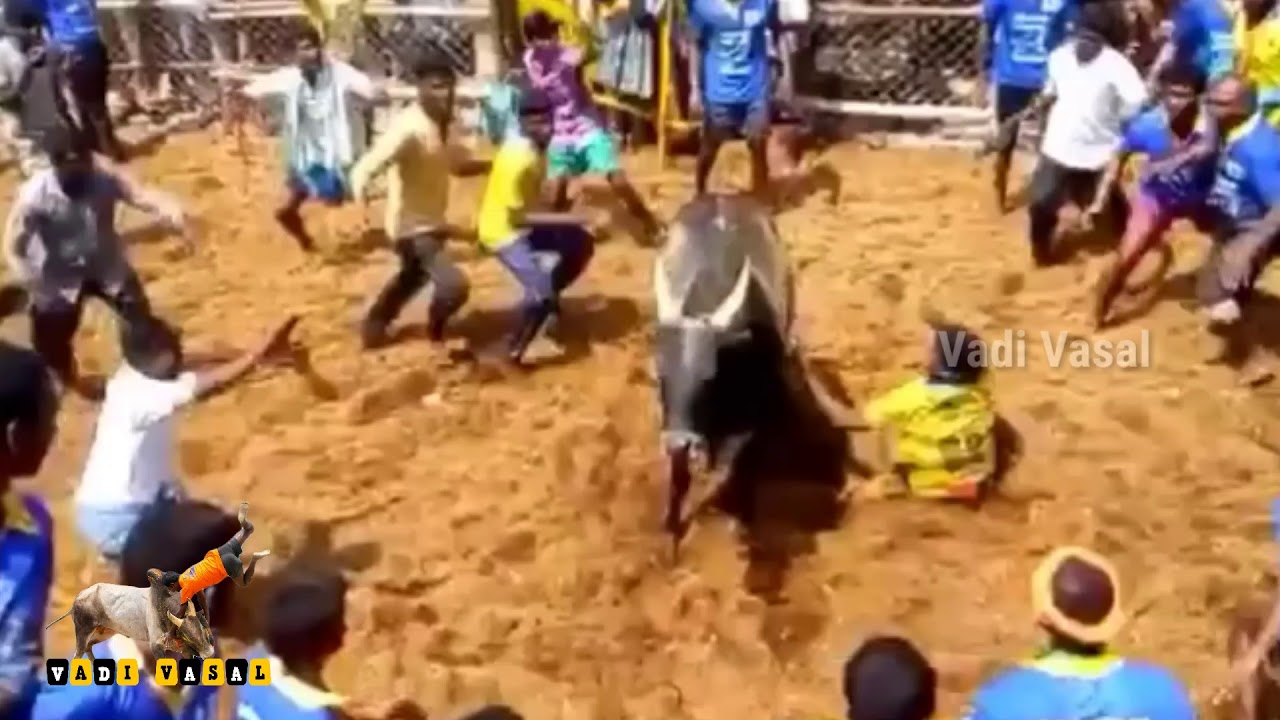 Indian Bull Run | Incredible India - YouTube