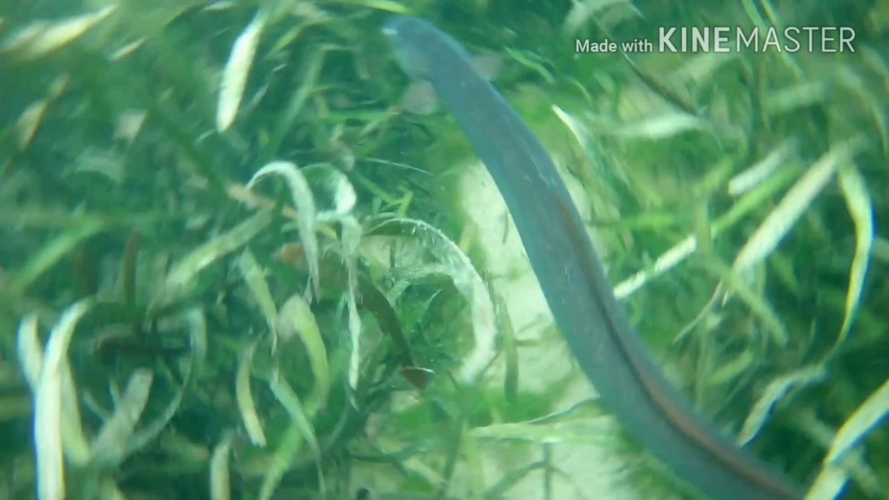 Swimming with eels at Juniper Springs - YouTube