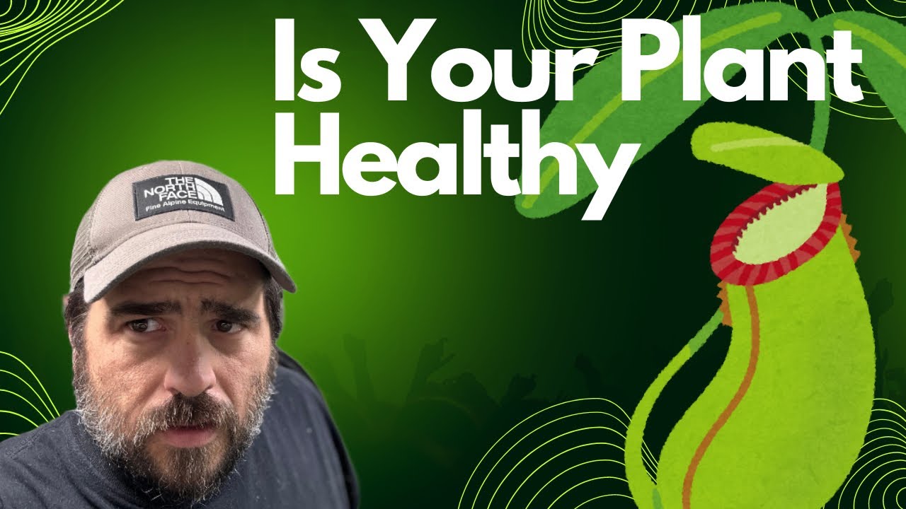 Is Your Pitcher Plant Dying? Watch This! - YouTube