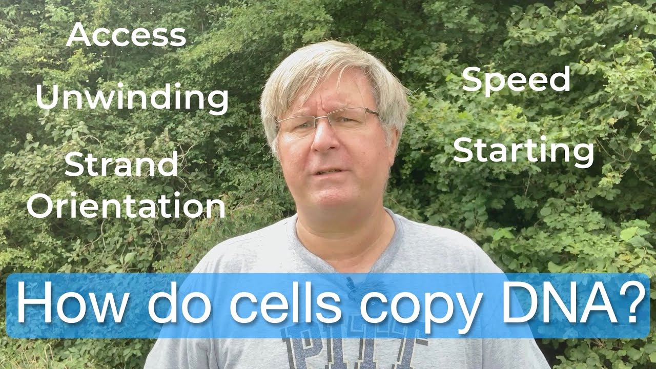 DNA replication: How does a cell make a copy of its DNA? - YouTube