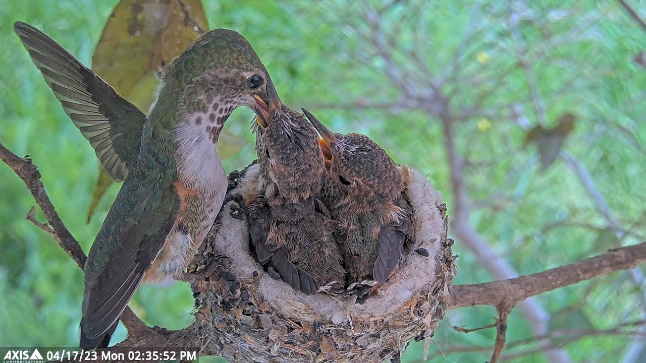 Baby Allen's Hummingbirds - April 17th day's highlights Mom, and her ...