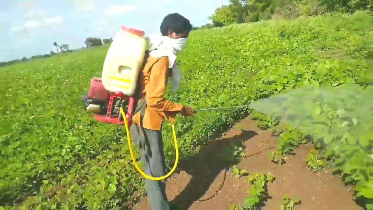 Soya bean pests control spray (Using Pesticides to kill pests) - YouTube