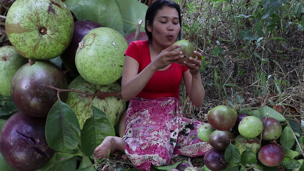 Find and meet caimito Fruit In the woods for food - Survival Skills ...