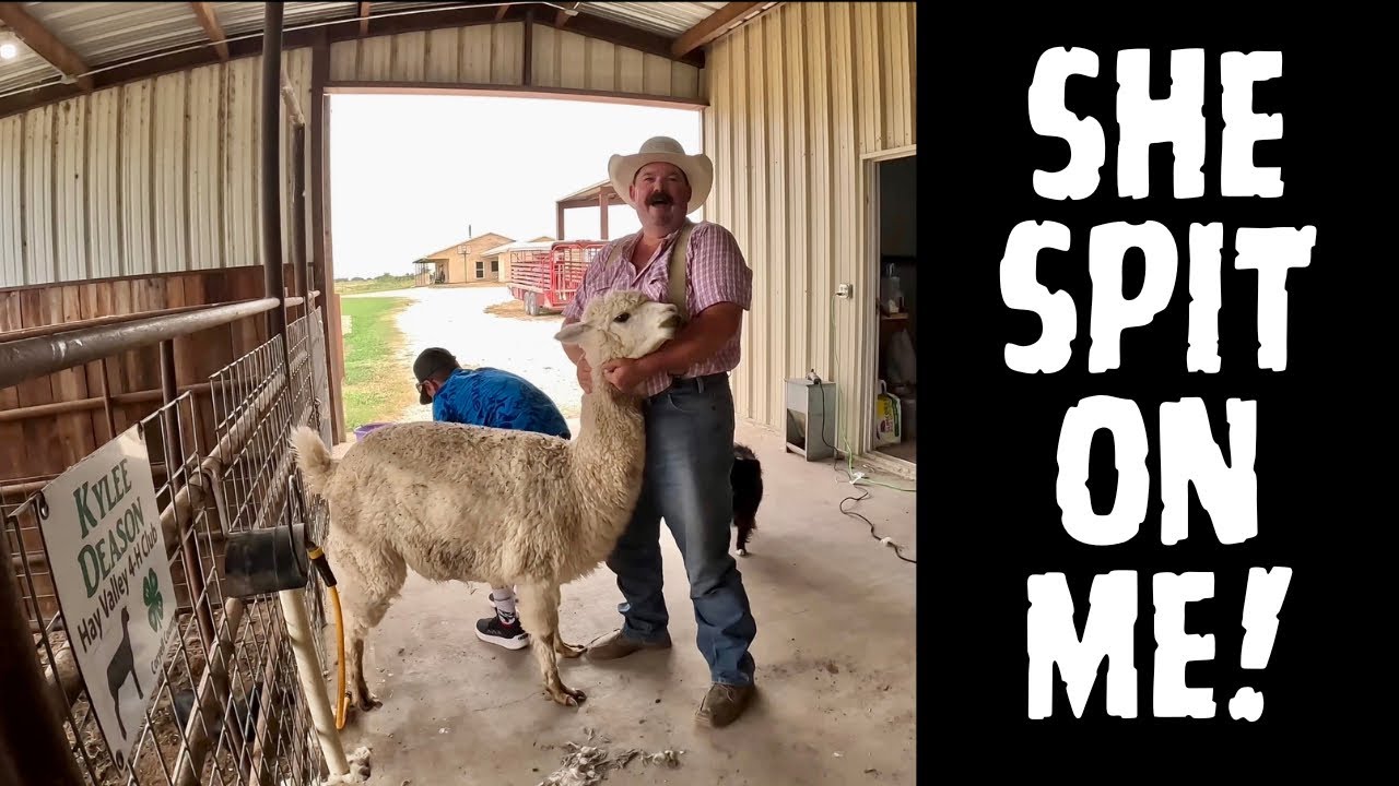 How to Shear an Alpaca - YouTube