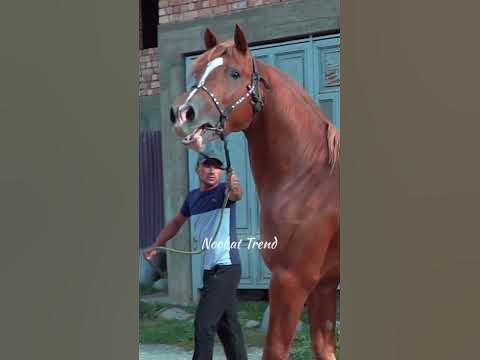 Ноокат - YouTube