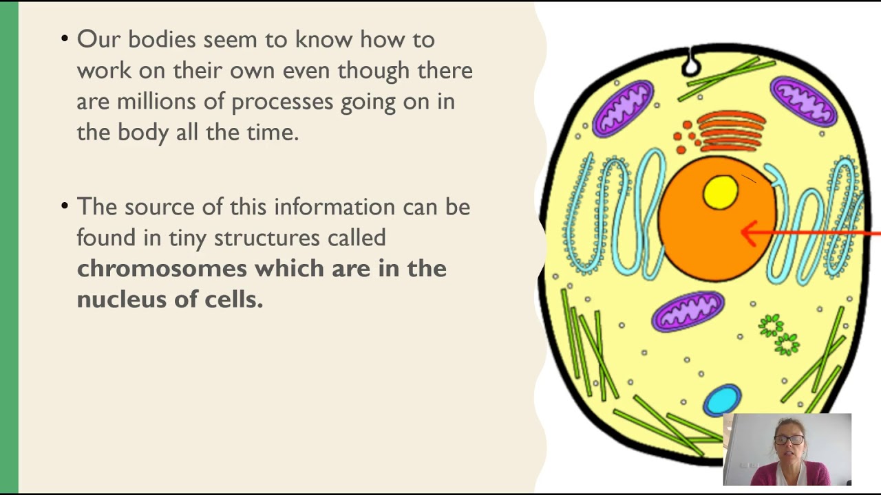 What is DNA? - YouTube