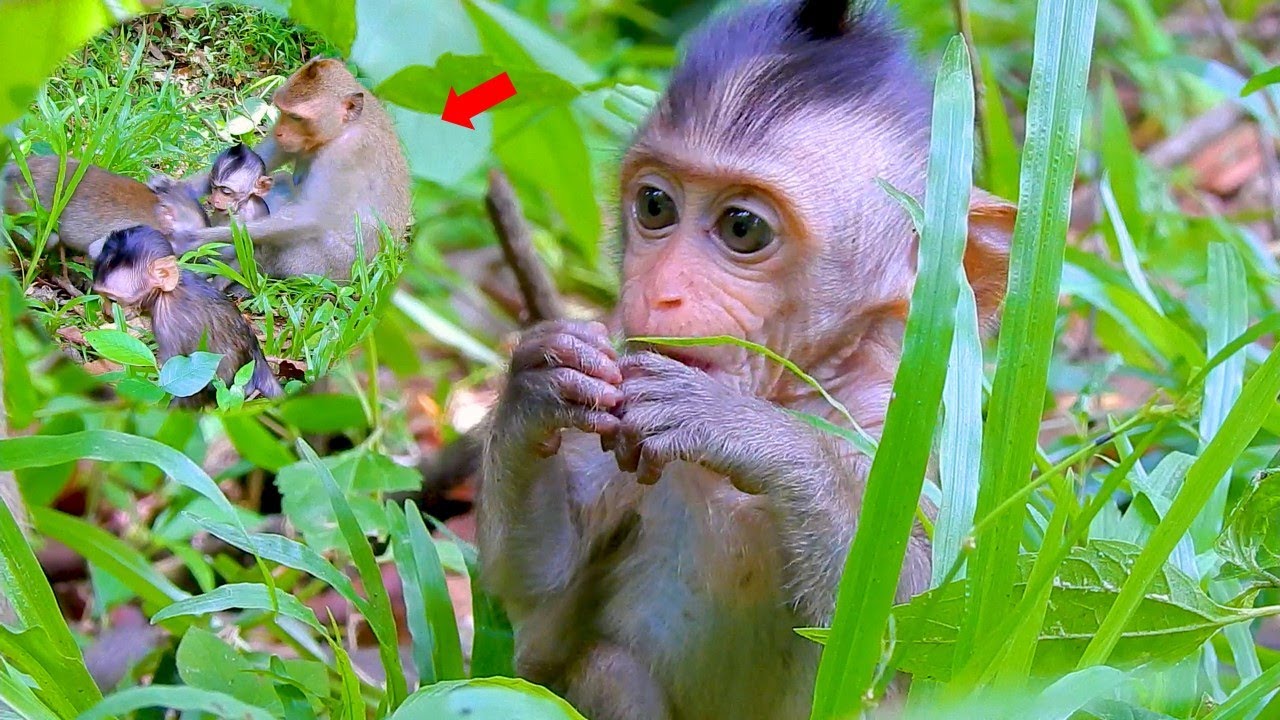 Cuteness Little Besha Looking Little Mom An.gr.y Other Little Monkey ...