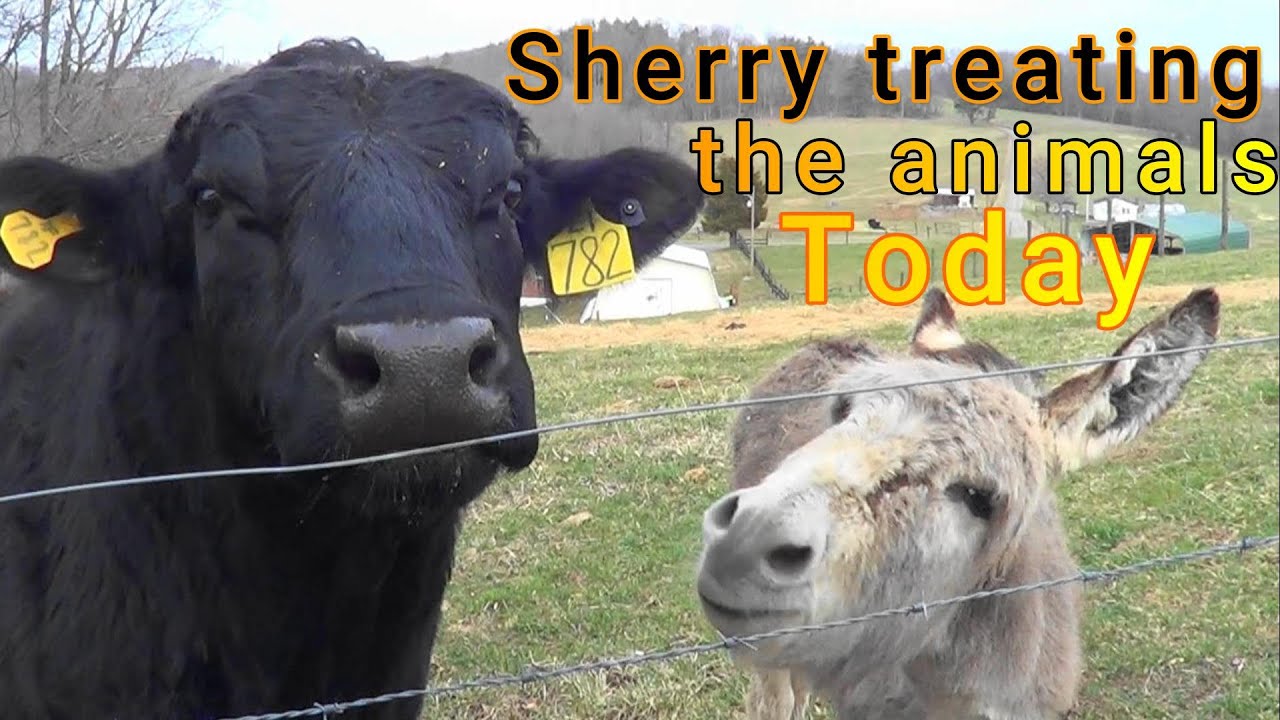 Sherry passing out snacks today. - YouTube