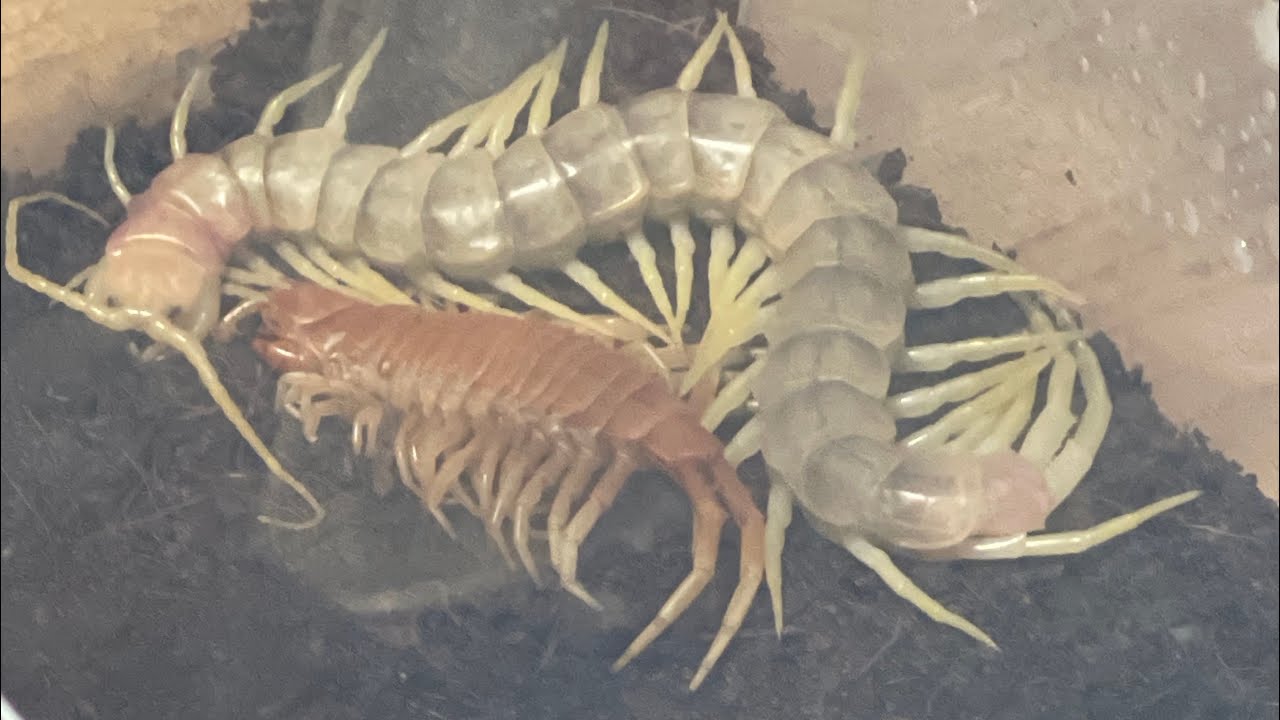 로부스타 탈피했습니다 | Scolopendra sp "Robusta" molting | Robusta centipede ...