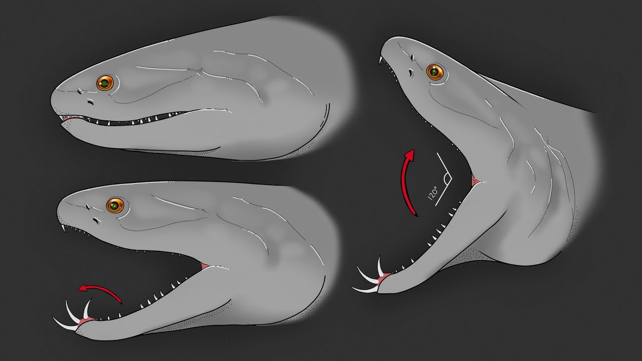 Onychodus - Diente de Garra - DinoPedias - YouTube