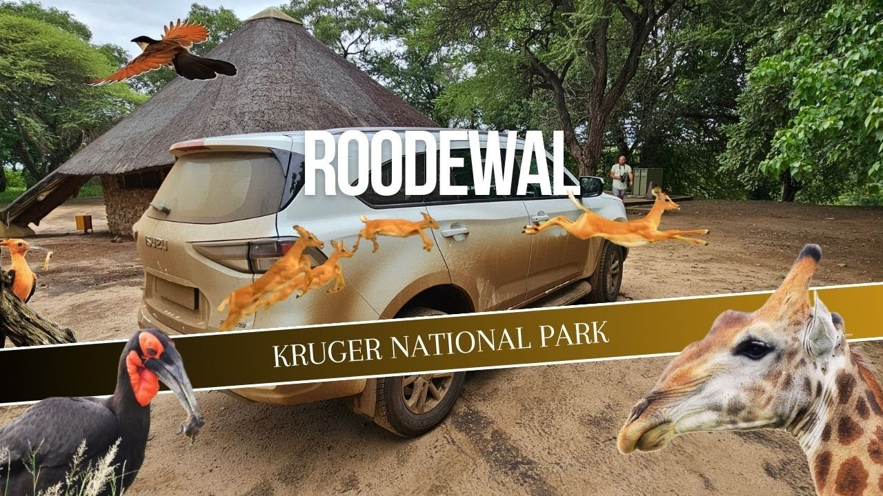 KRUGER NP | Roodewal | The One with lots of Game around Roodewal - YouTube