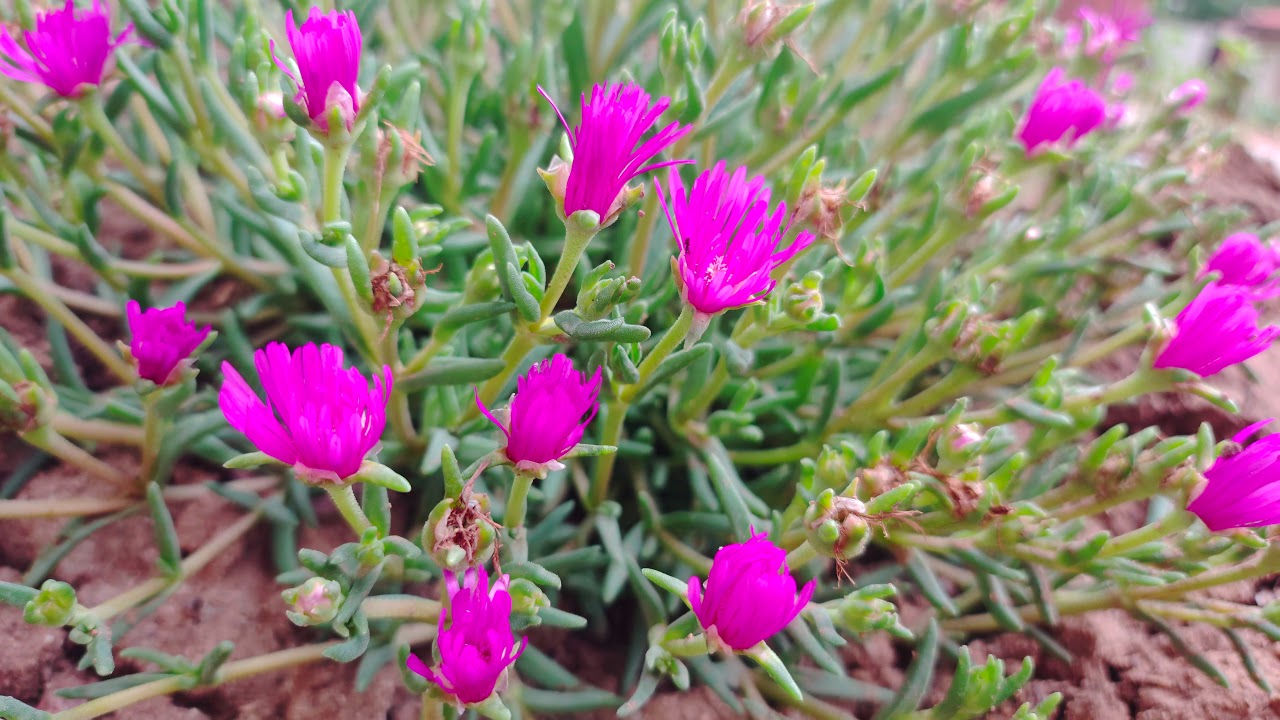 Motorola Edge Plus Video Test: 6K Resolution!