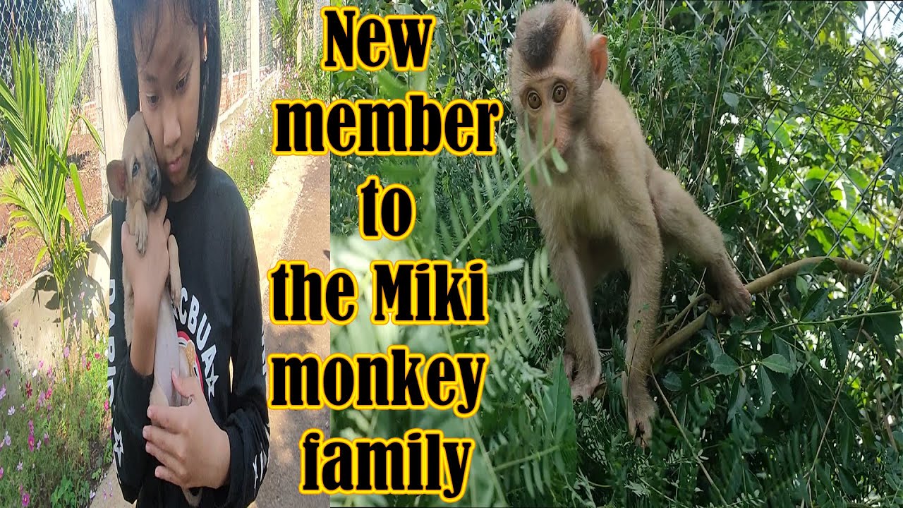 Add a new member to the baby monkey family. | Monkey Miki - YouTube